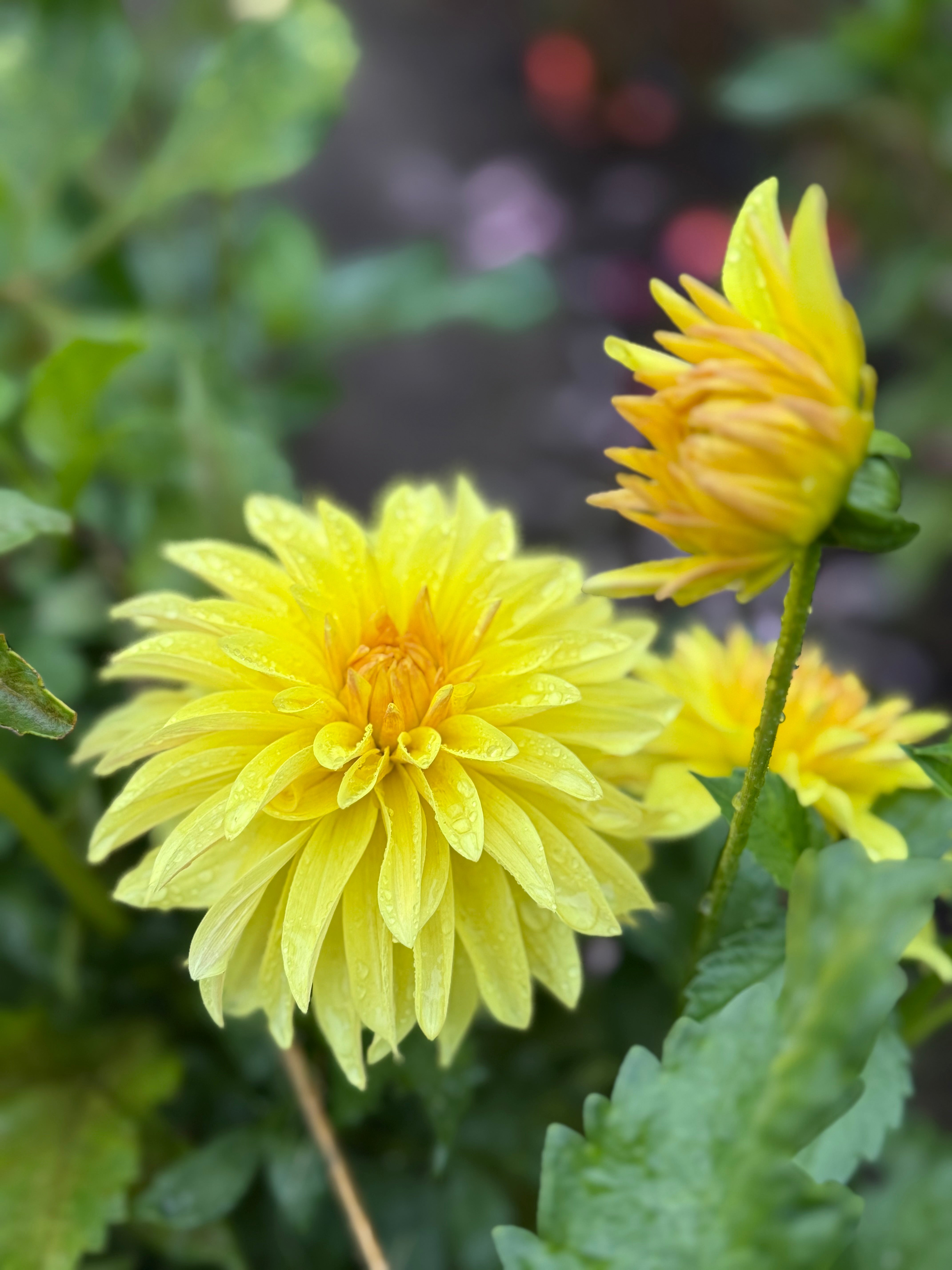River’s Golden Jet – Michelle’s Dahlias