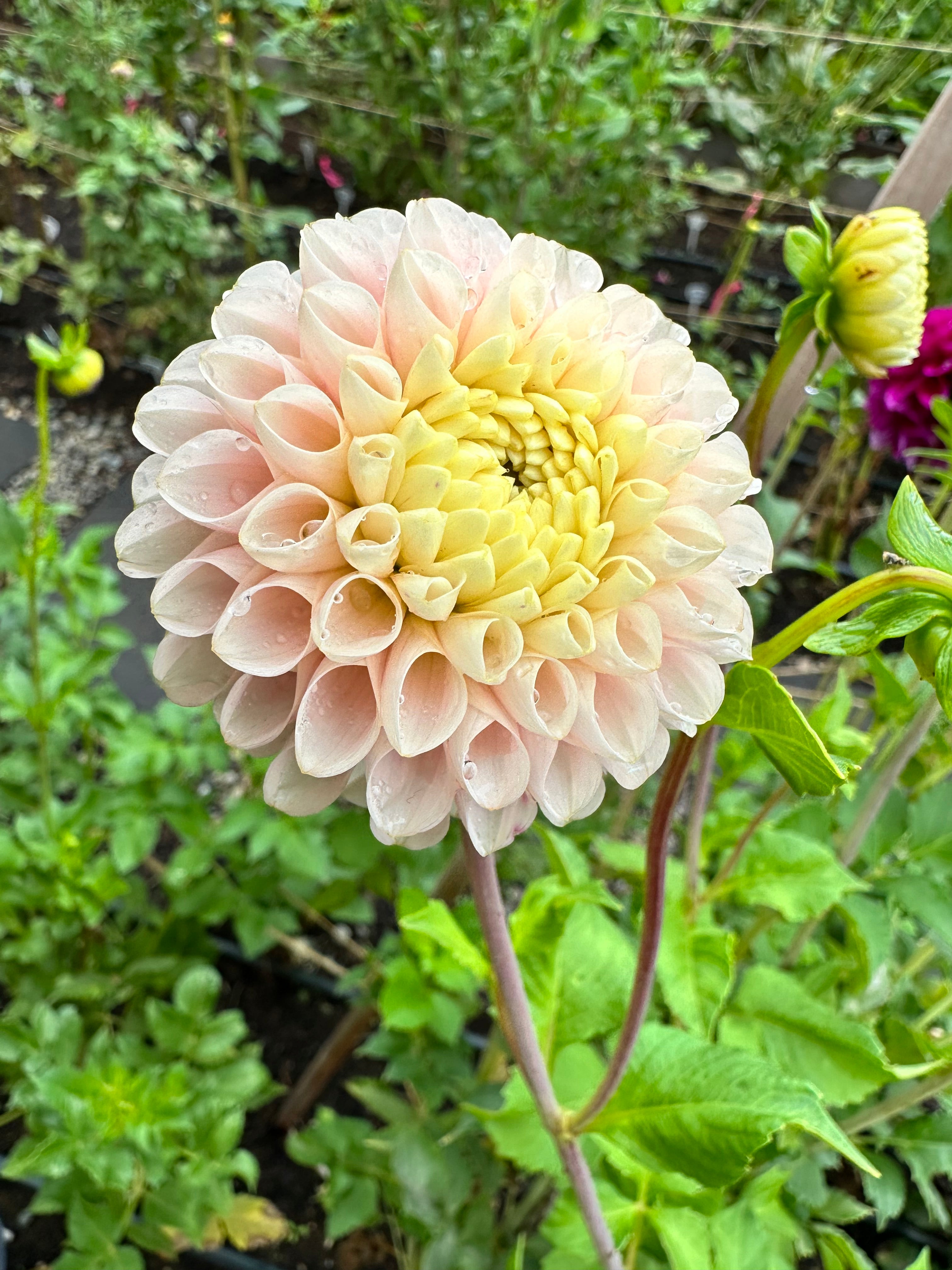 Hollyhill Polyanna – Michelle’s Dahlias